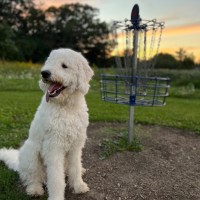 Dude Disc Golf – Find your tribe